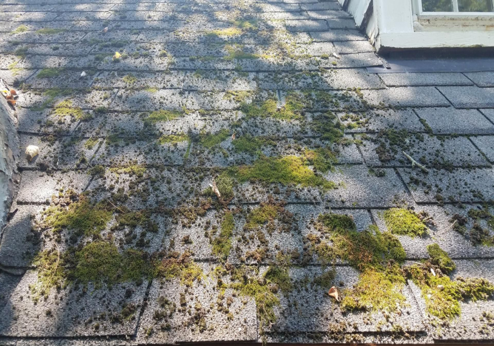 Moss Removal & Cleaning Services in London | GMG Roof Experts